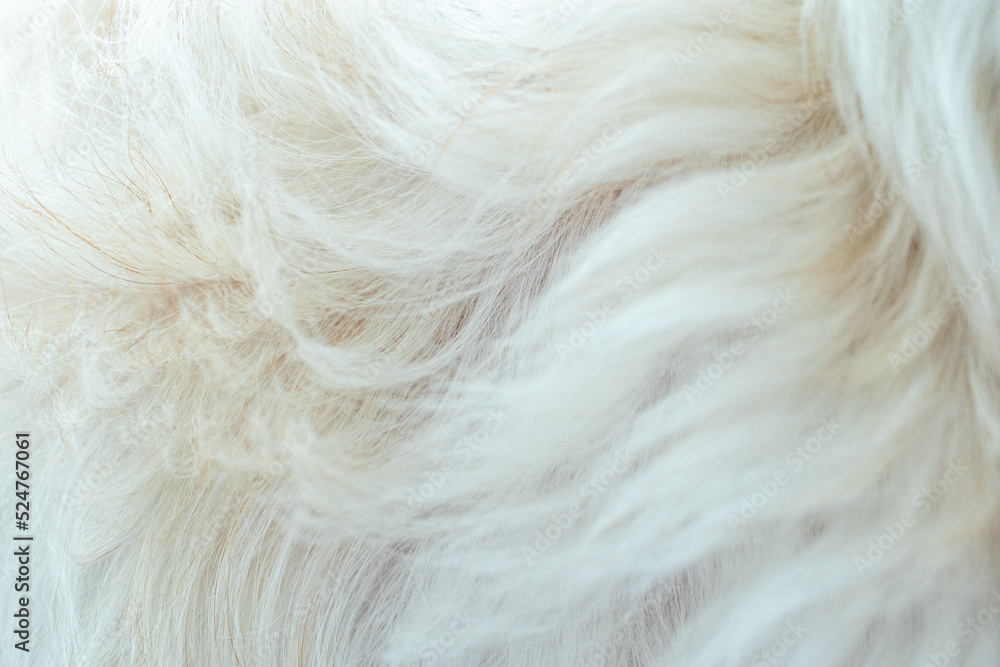 white dog fur texture close-up beautiful abstract fur background Stock ...