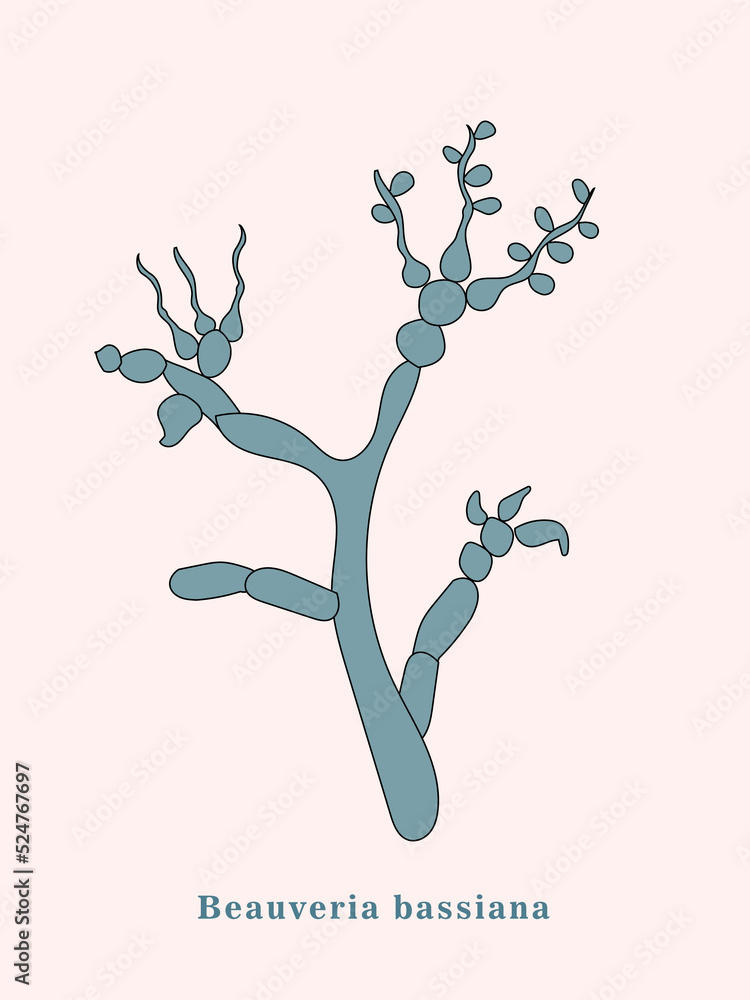 Beauveria bassiana as bio pesticides. hypa, conidia, spora of fungi ...