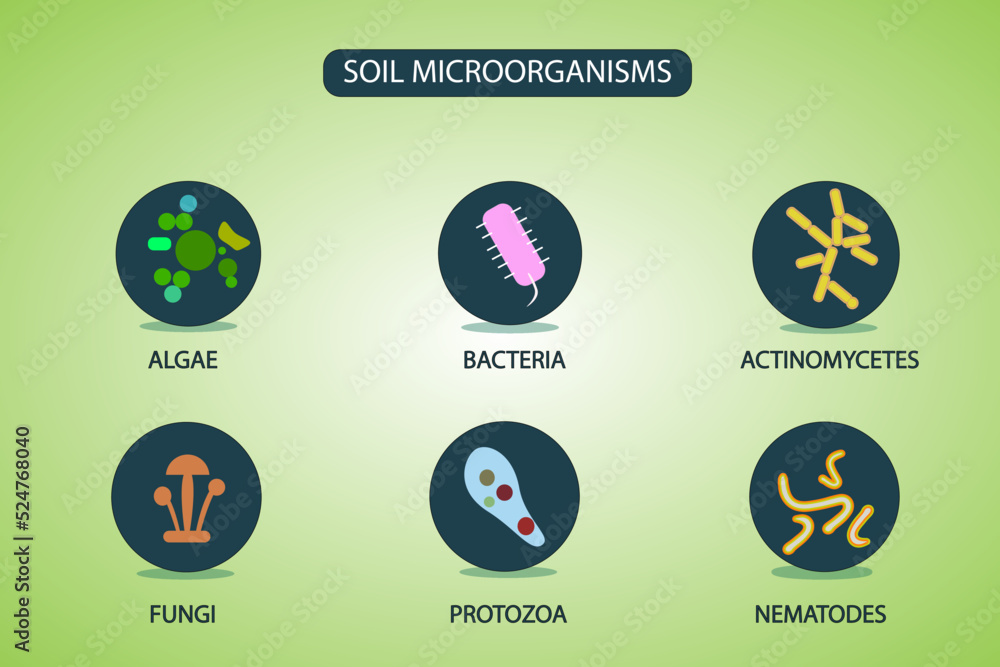 Soil Microorganisms that reproduce in the soil Stock Vector | Adobe Stock