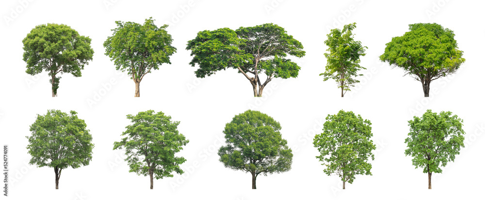 collection tree cut out from original background and replace with white ...