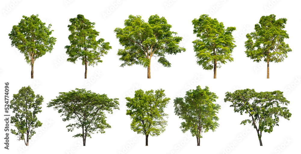 collection tree cut out from original background and replace with white ...