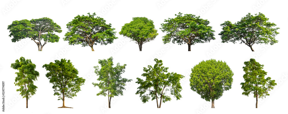 collection tree cut out from original background and replace with white ...