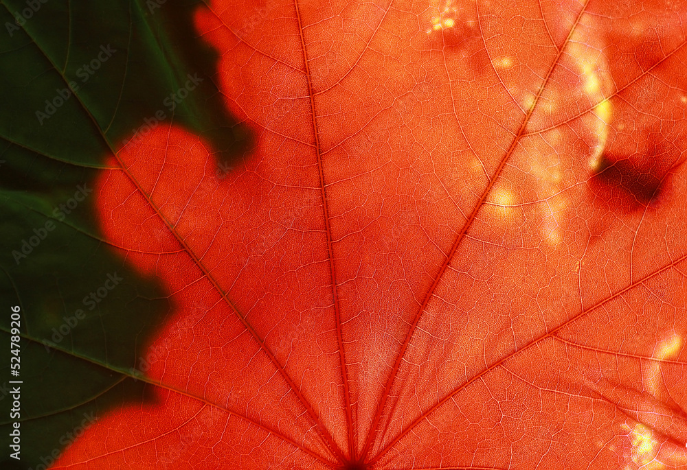 Red Autumn Maple Leaf background. Maple leaf texture background. Vein ...