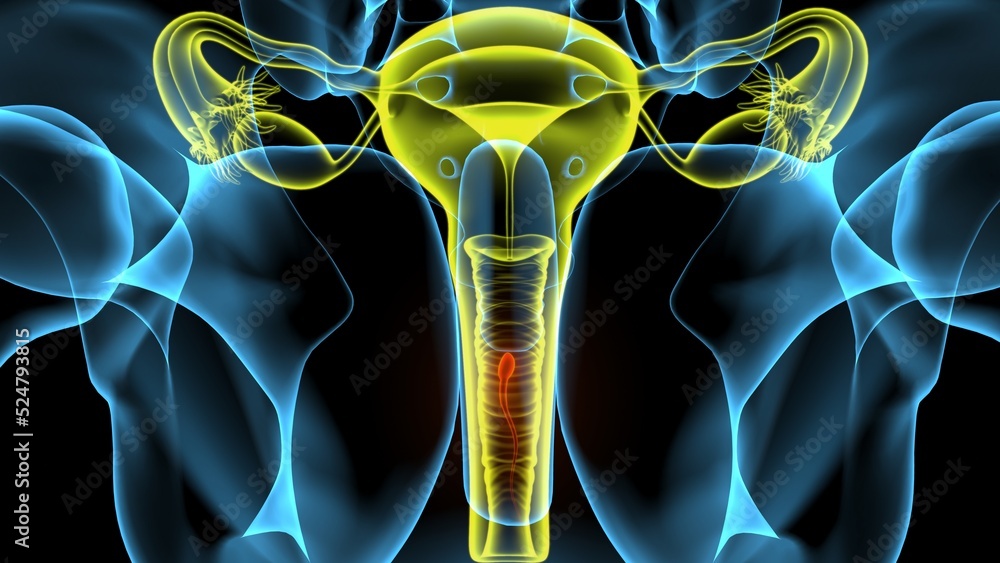 3d illustartion of human female reproductive system anatomy Stock ...