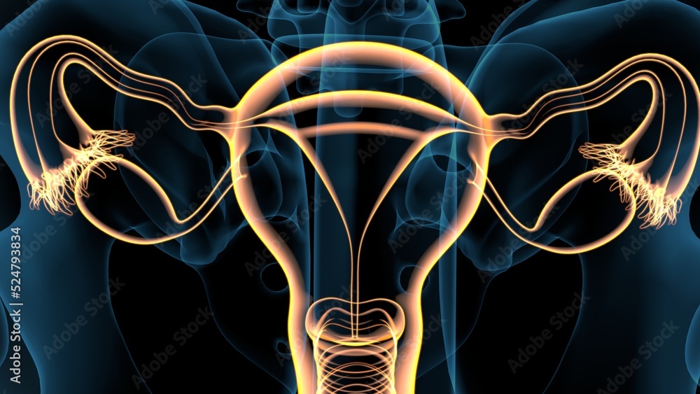 3d illustartion of human female reproductive system anatomy Stock ...