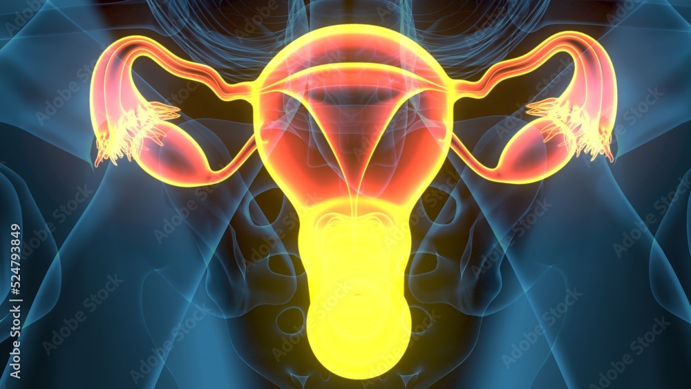 3d illustartion of human female reproductive system anatomy Stock ...