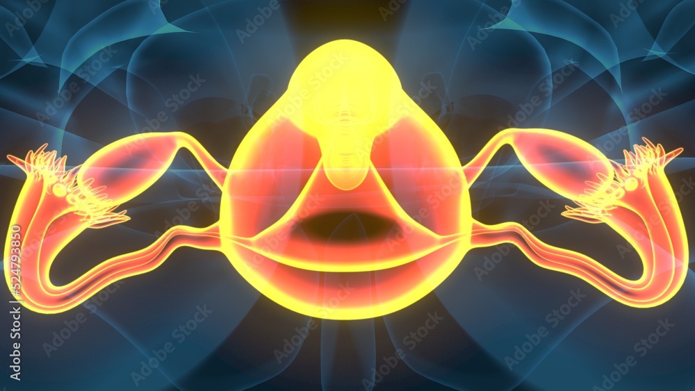 3d Illustartion Of Human Female Reproductive System Anatomy Stock Illustration Adobe Stock