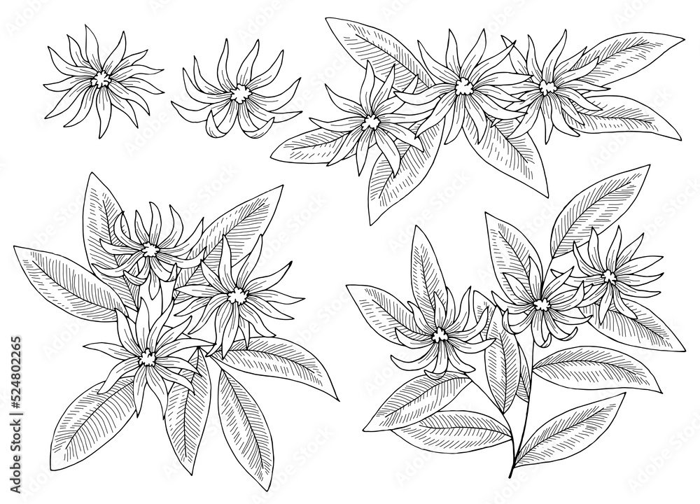 Star anise flower graphic black white isolated sketch illustration ...