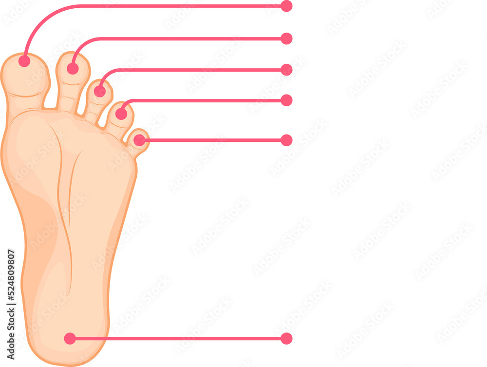 anatomy of foot. name of finger or toe and other for education kid ...