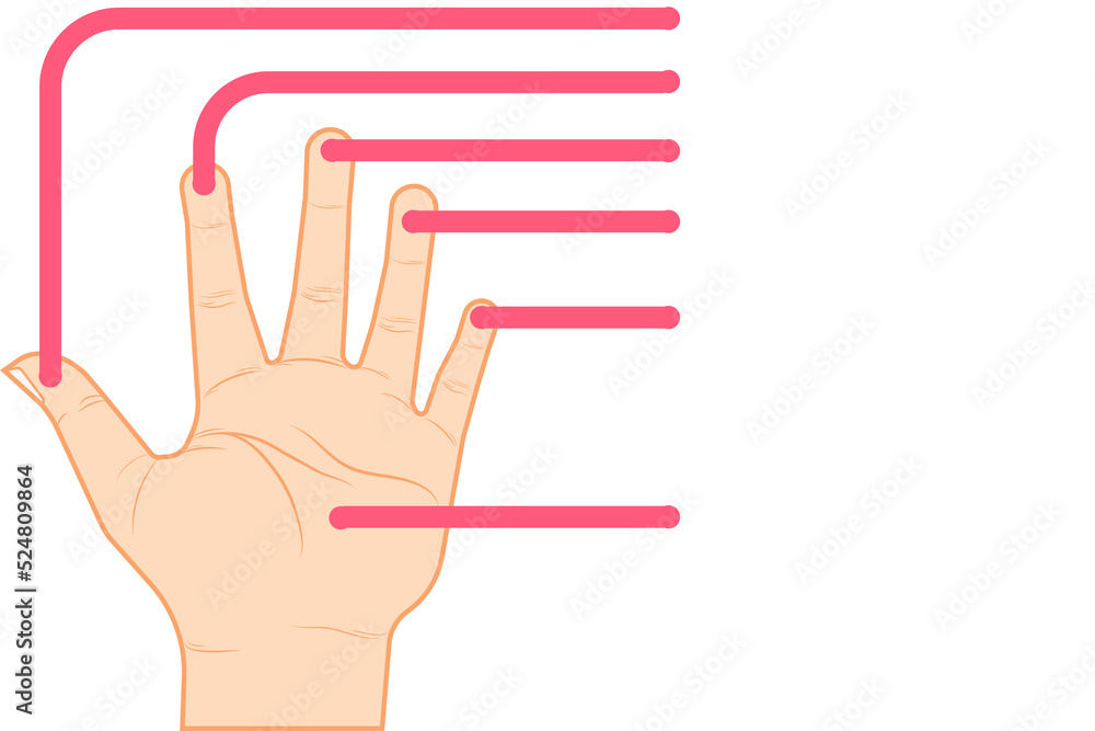 anatomy of hand. name of finger or toe and other for education kid ...
