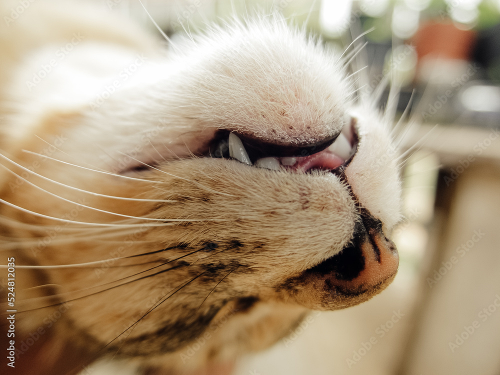 Cat's mouth when sleeping in the supine position saw a little tooth and ...