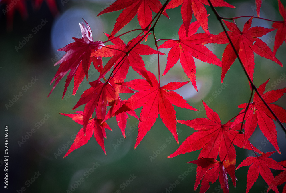 Japanese maple leaves Stock Photo | Adobe Stock