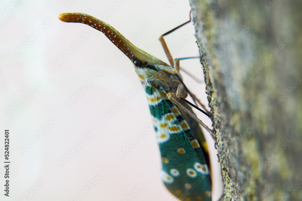 Lantern bug. Pyrops candelaria. Cicadidae Pyrops ducalis. The family ...