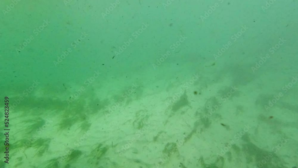 Underwater freshwater lake river spring scenery with grass and algae ...