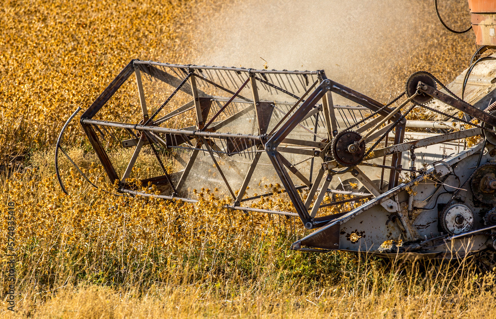 Harvesting, the harvester machine is harvesting, plowing the land ...