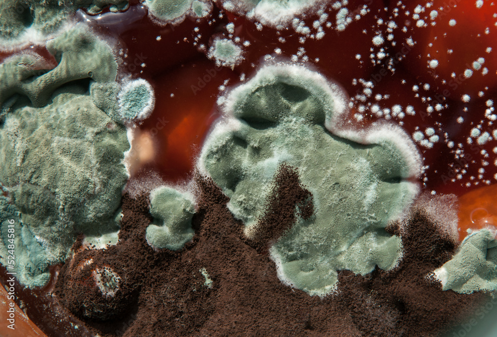 Mold close-up macro. Moldy fungus on food. Fluffy spores mold as a ...