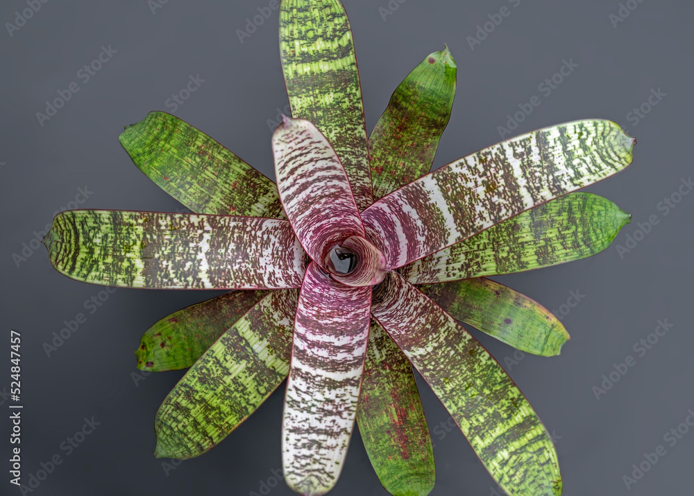 Bromeliad plant: Vriesea fosteriana 'Red Chestnut' a tropical plant ...