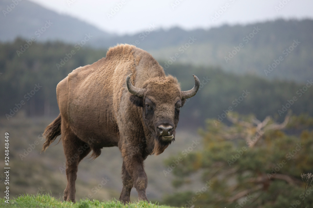 European bison (Bison bonasus), also known as the wisent is a ruminant ...
