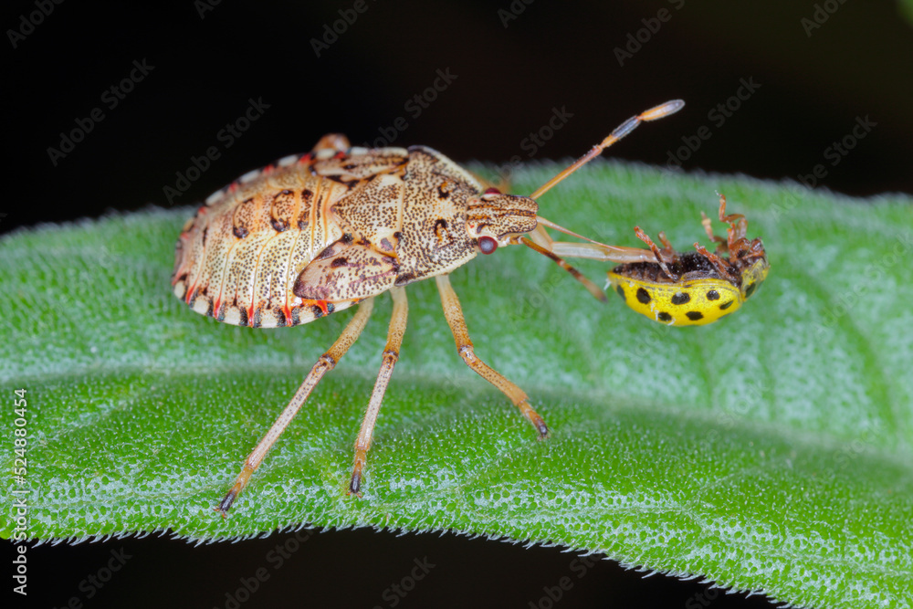 Nymph, the larva of an insect of the family Pentatomidae (shield bug ...