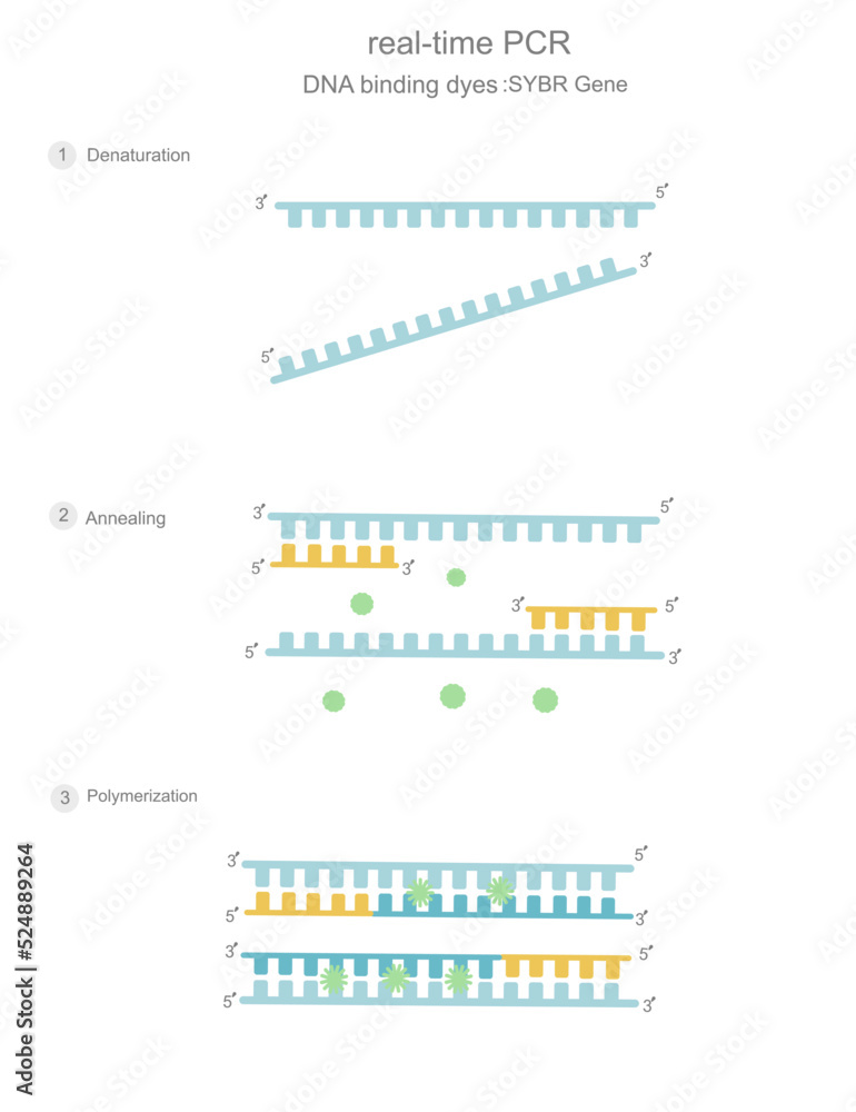 The real-time PCR steps (denaturation, annealing and polymerization ...