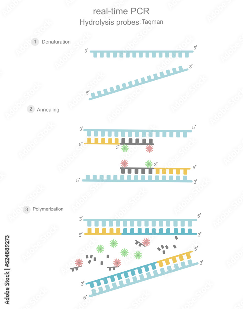 The real-time PCR steps (denaturation, annealing and polymerization ...