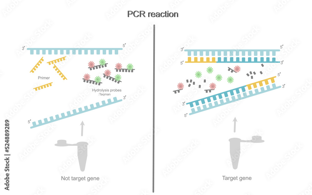The PCR reaction of target and non-target gene in test tube that used ...