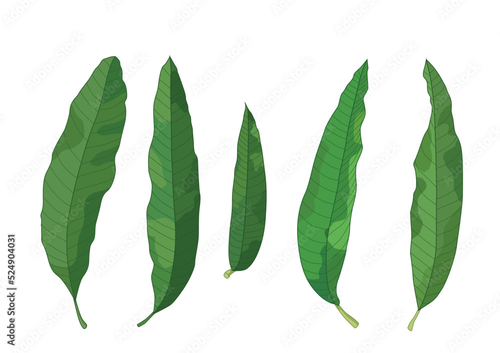 green leaves mango fresh leaf and green abstract isolated on white ...
