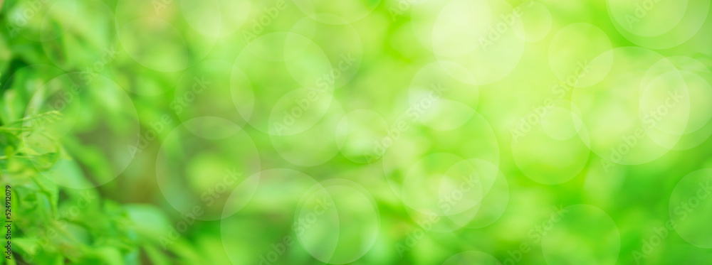 Nature green blurred soft green garden in background, Panoramic nature ...