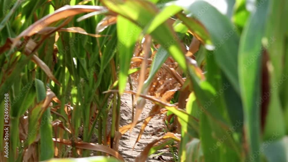 Dry corn field in drought period and extreme heat period shows global ...