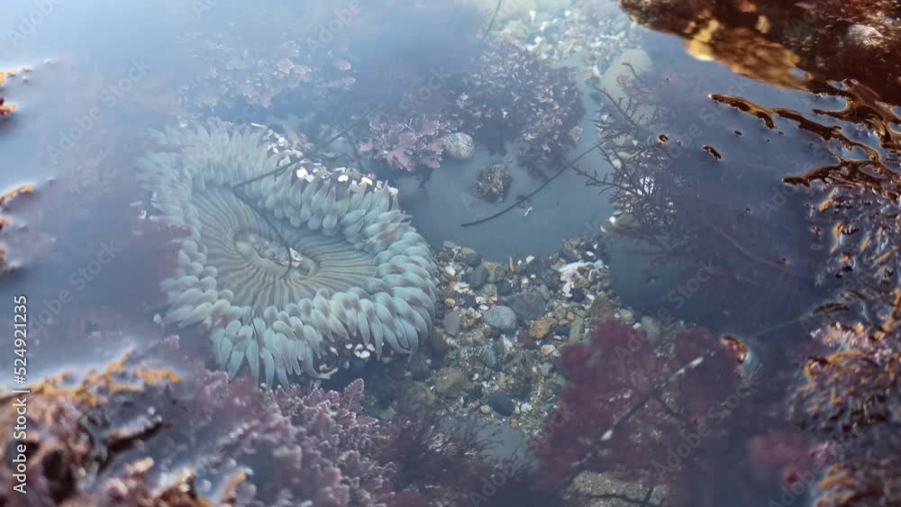 Sea anemone tentacles, tide pool water, anemones mouth macro. Tidepool ...