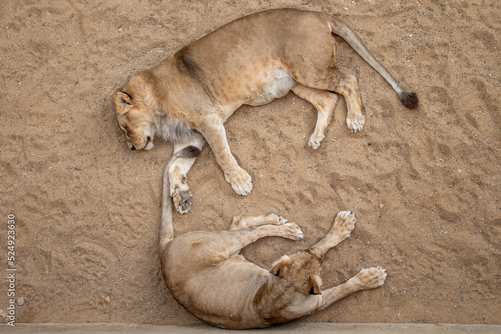 Two lions are lying. Lion and lioness on the sand. Lions on the ground ...