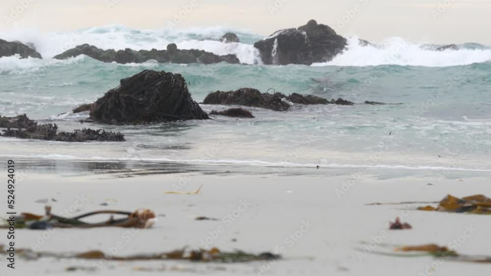 Ocean waves and many sandpiper birds, rocky beach, small sand piper ...