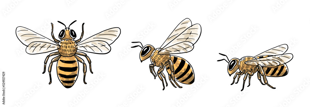 Hand-drawn honey bee illustration set: top view, flying side view, and ...
