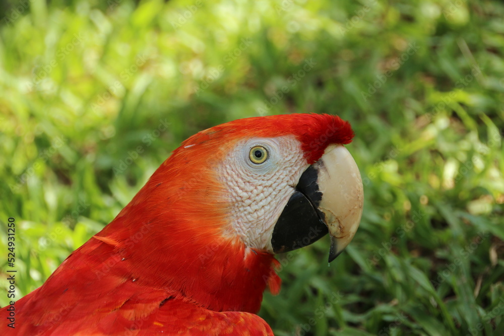 Red parrot Scarlet Macaw, Ara macao, bird sitting on the branch ...