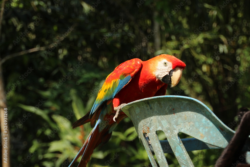 Red parrot Scarlet Macaw, Ara macao, bird sitting on the branch ...
