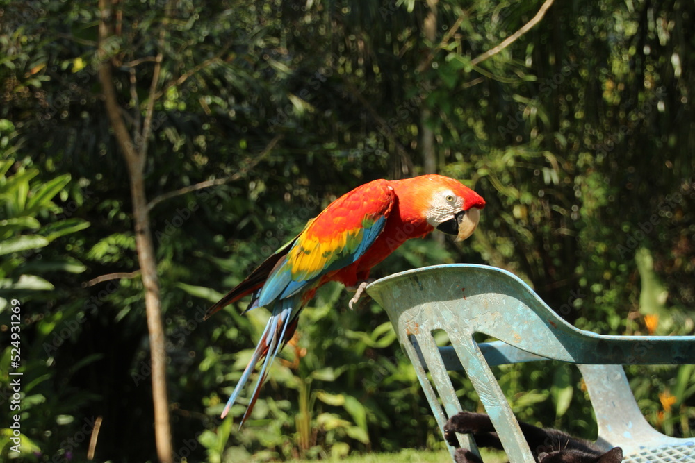 Red parrot Scarlet Macaw, Ara macao, bird sitting on the branch ...