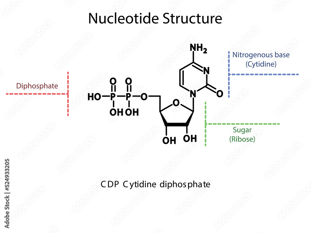 CDP Cytidine diphosphate Nucleoside molecular structure diagram on ...