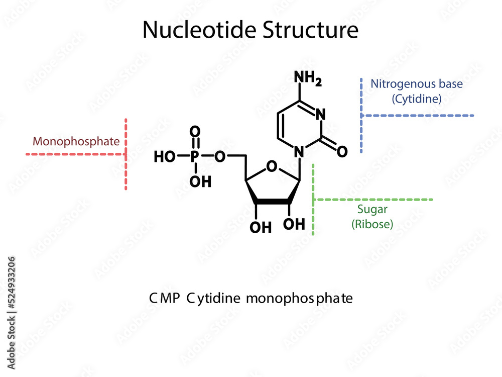 Nucleic Acid Structure Labeled