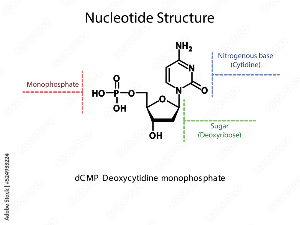 dCMP Deoxycytidine monophosphate Nucleotide molecular structure diagram ...