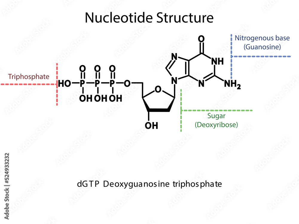 dGTP Deoxyguanosine triphosphate Nucleoside molecular structure diagram ...