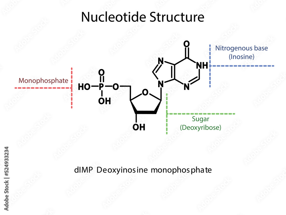 dIMP Deoxyinosine monophosphate Nucleotide molecular structure diagram ...