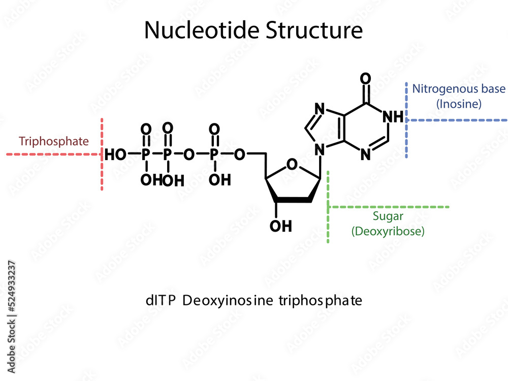 dITP Deoxyinosine triphosphate Nucleoside molecular structure diagram ...