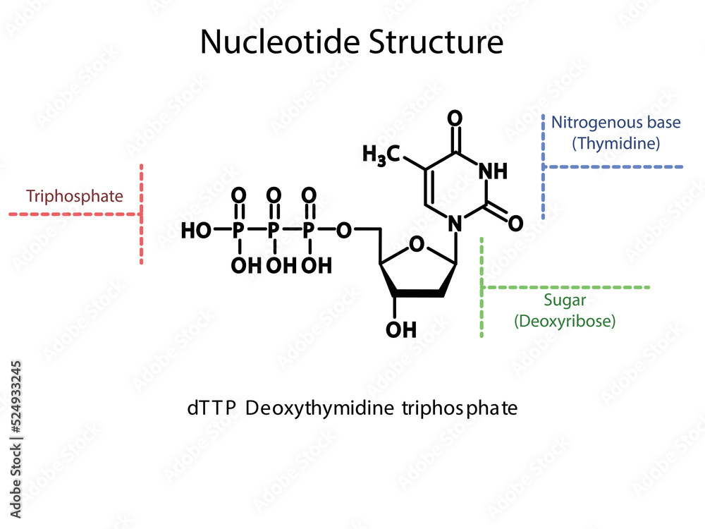 dTTP Deoxythymidine triphosphate Nucleoside molecular structure diagram ...