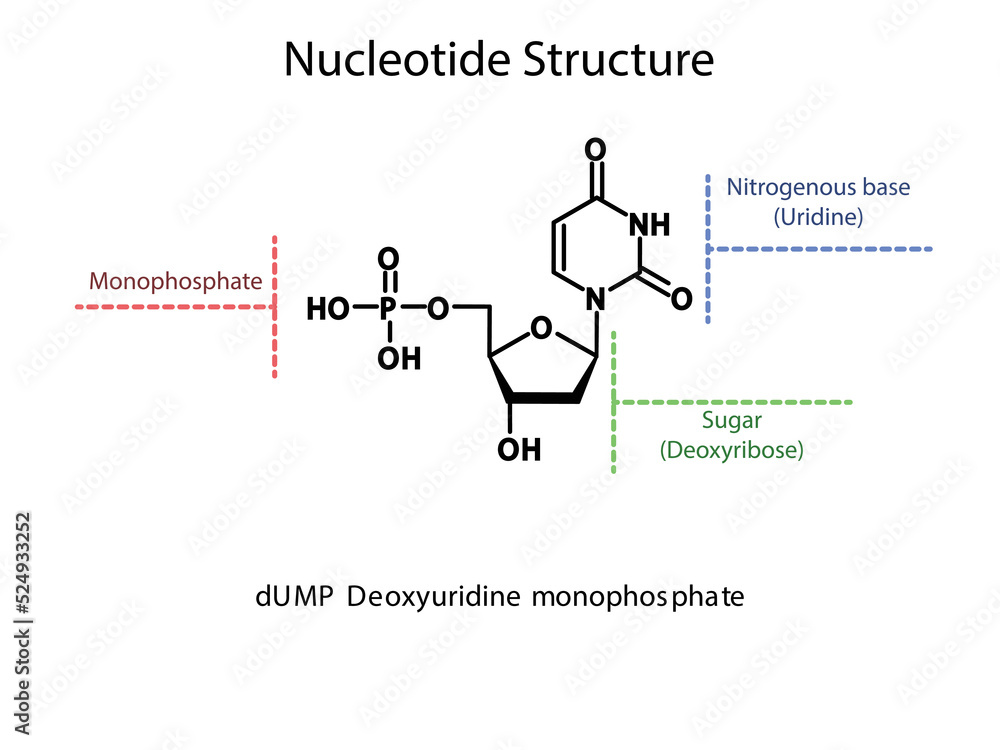 dUMP Deoxyuridine monophosphate Nucleotide molecular structure diagram ...