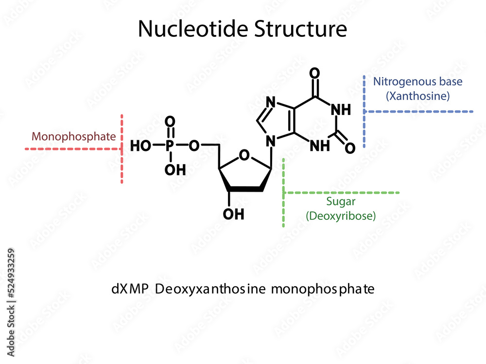 dXMP Deoxyxanthosine monophosphate Nucleotide molecular structure diagram on white background ...