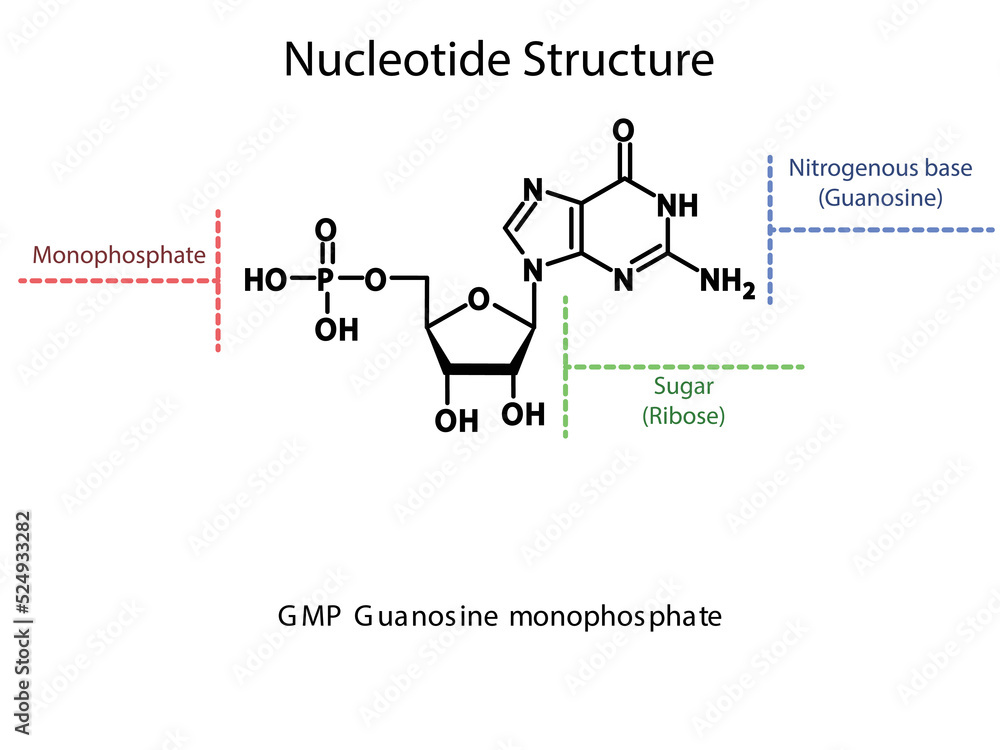 GMP Guanosine monophosphate Nucleotide molecular structure diagram on ...