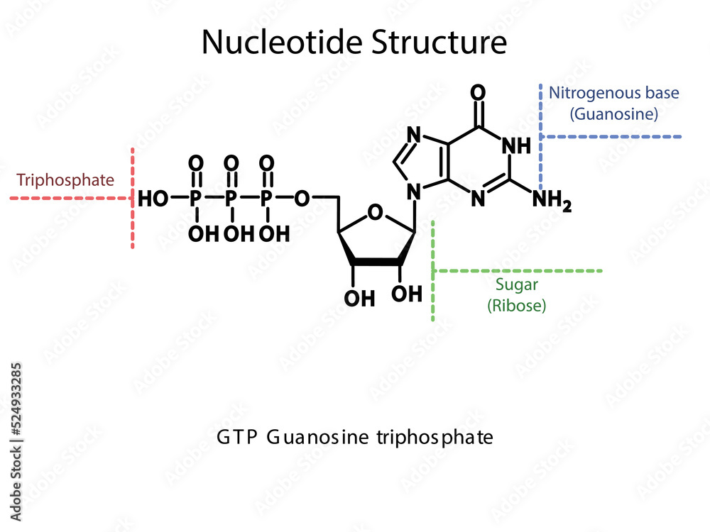 GTP Guanosine triphosphate Nucleoside molecular structure diagram on ...