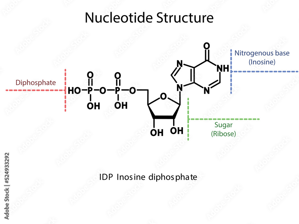 IDP Inosine diphosphate Nucleoside molecular structure diagram on white ...