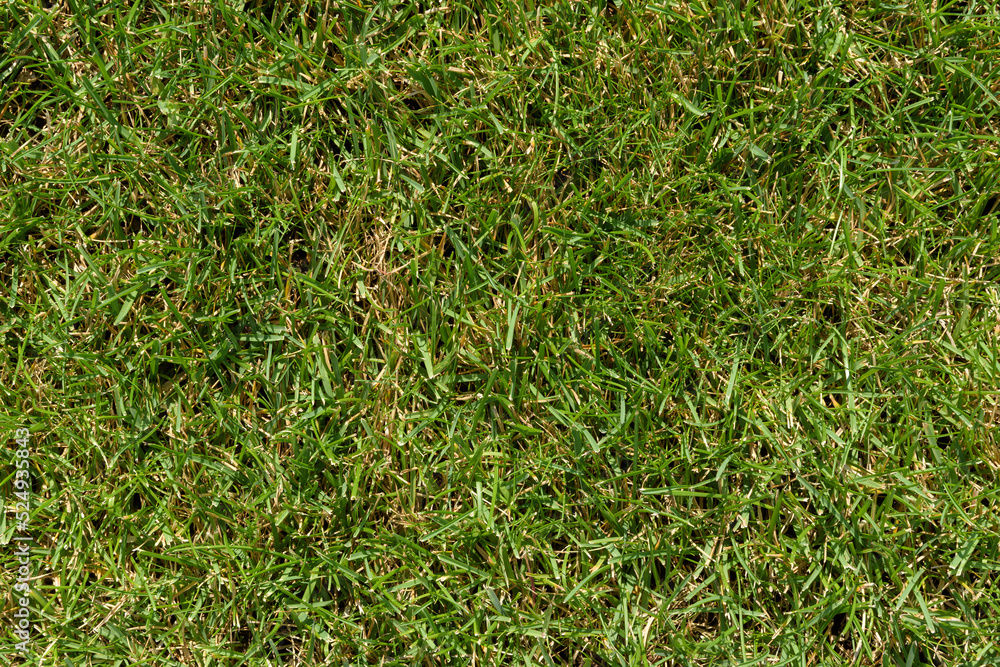 Green grass natural background. Mowed backyard lawn. Texture of fresh ...