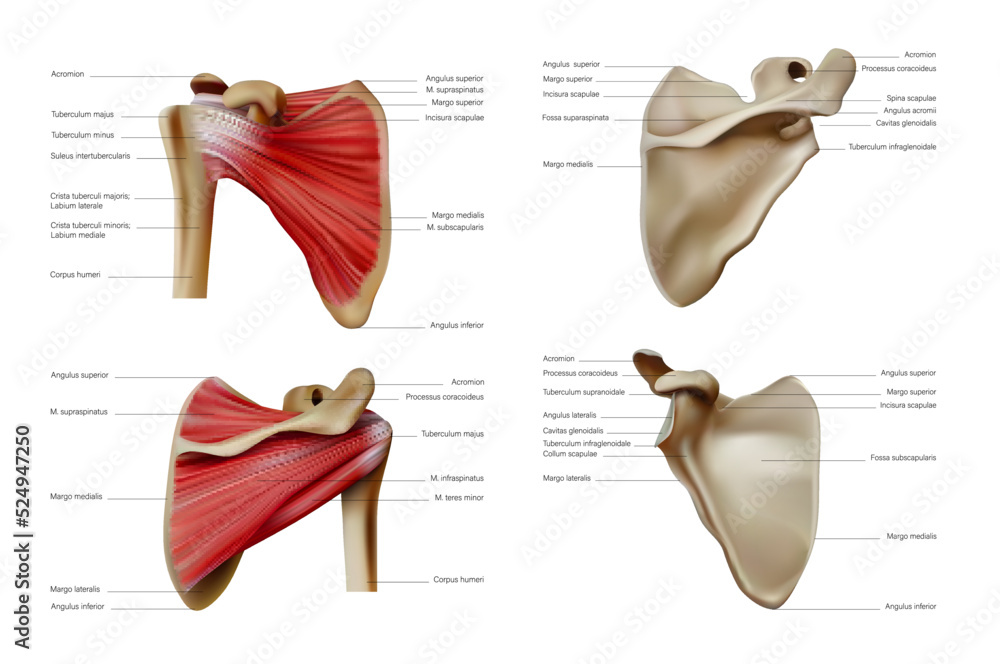 Poster Anatomy and structure of the scapula and bone muscles of the ...